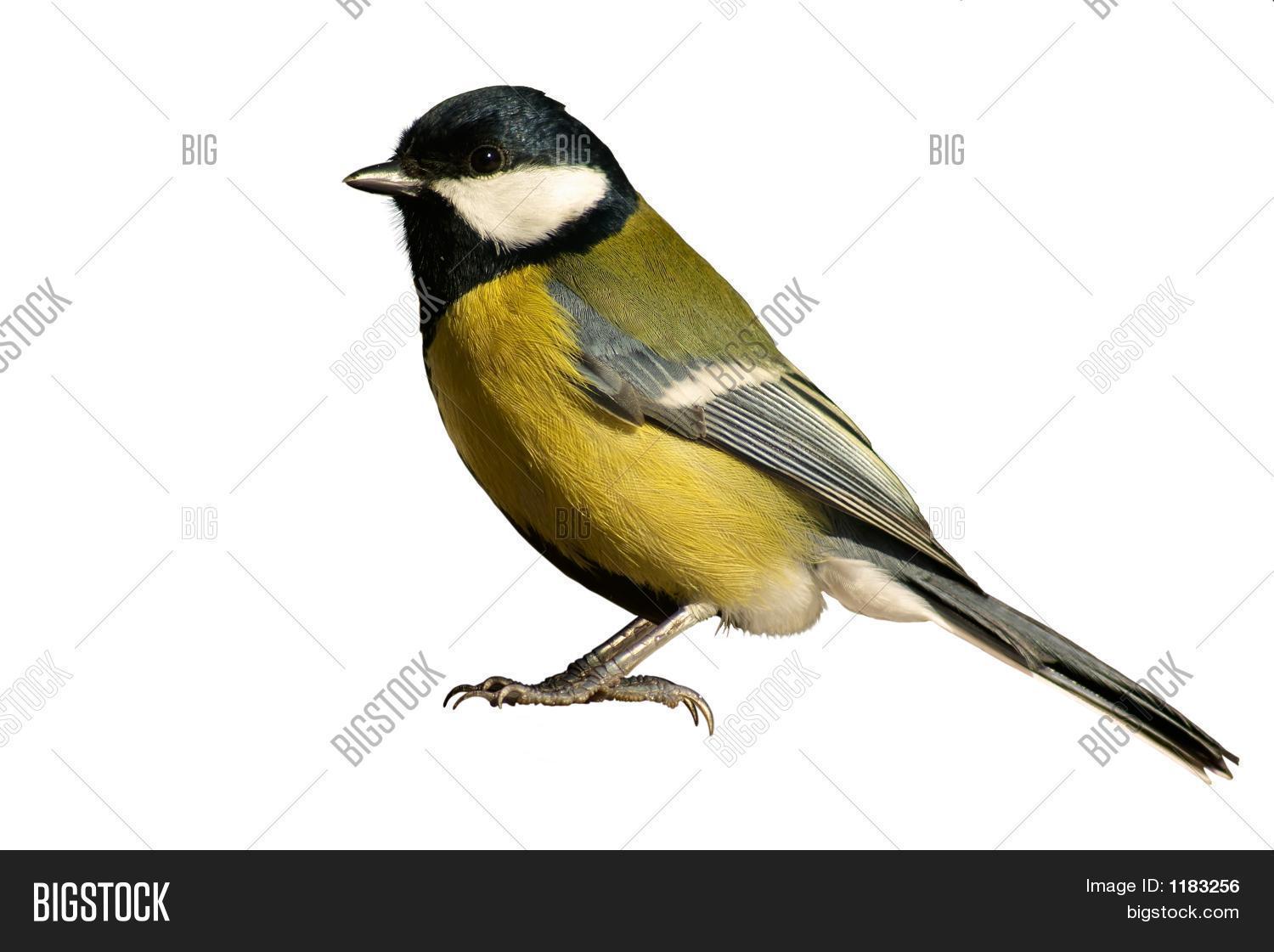 Tomtit Bird Isolated Image & Photo (Free Trial) | Bigstock