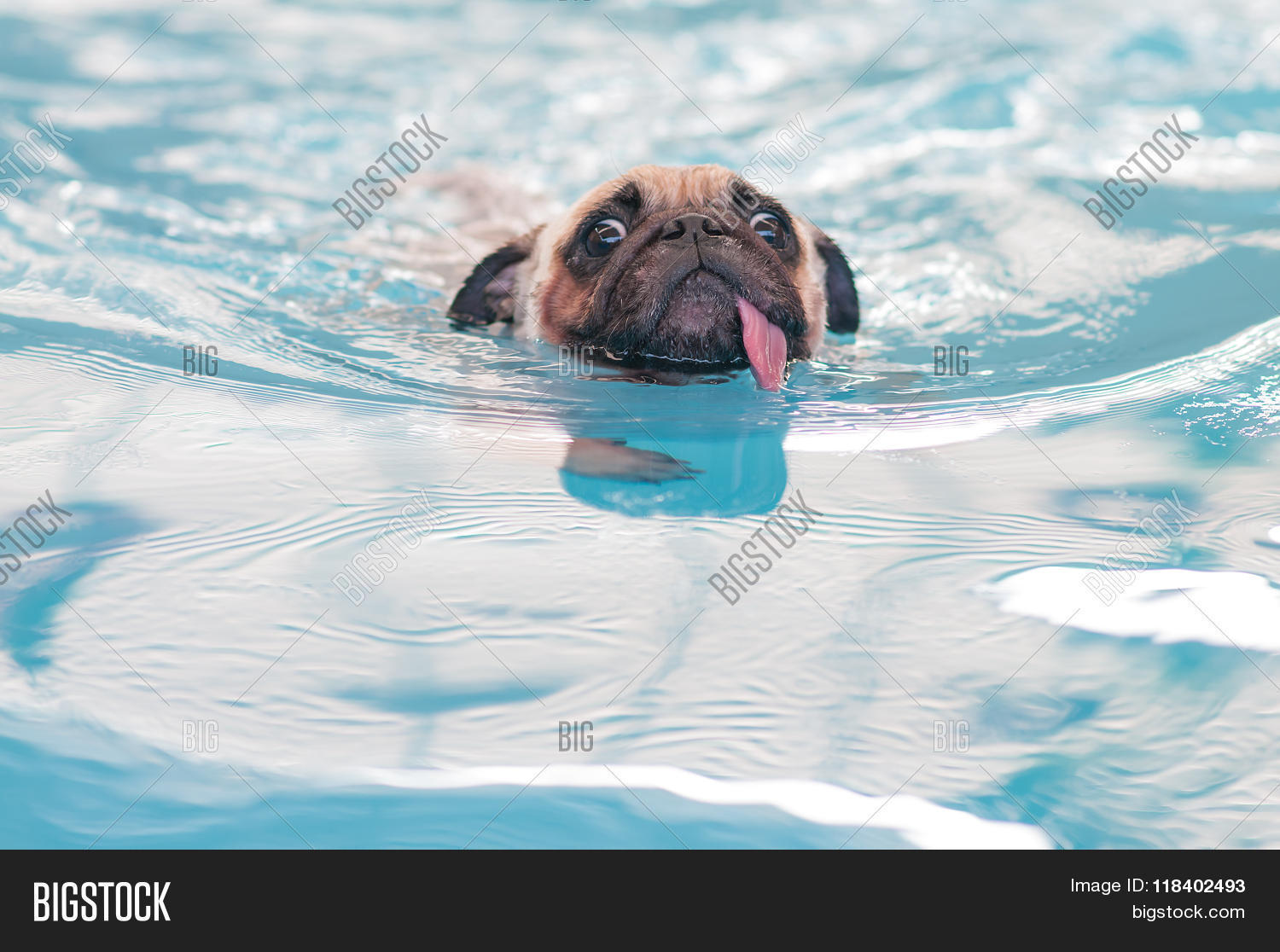 Can A Pug Swim
