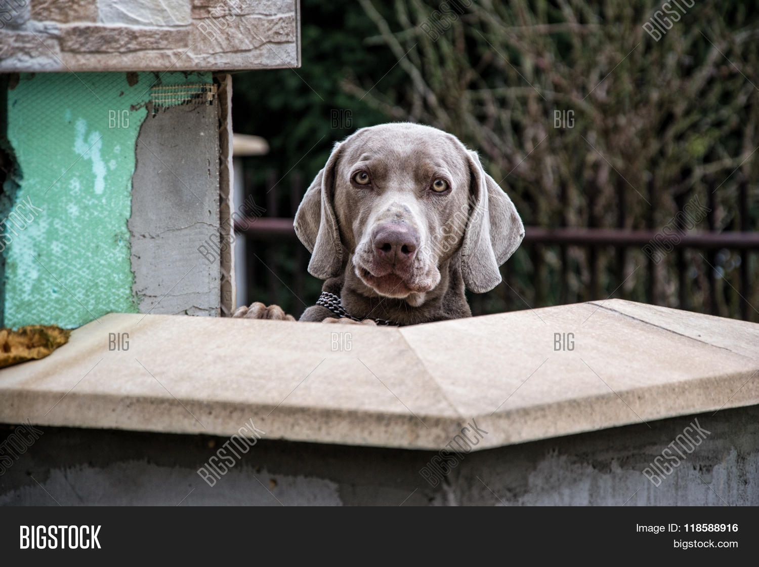 Purebred Weimaraner Image & Photo (Free Trial) | Bigstock