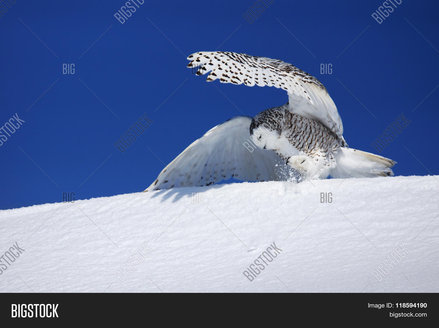 Snowy Owl Hunting Image & Photo (Free Trial) | Bigstock