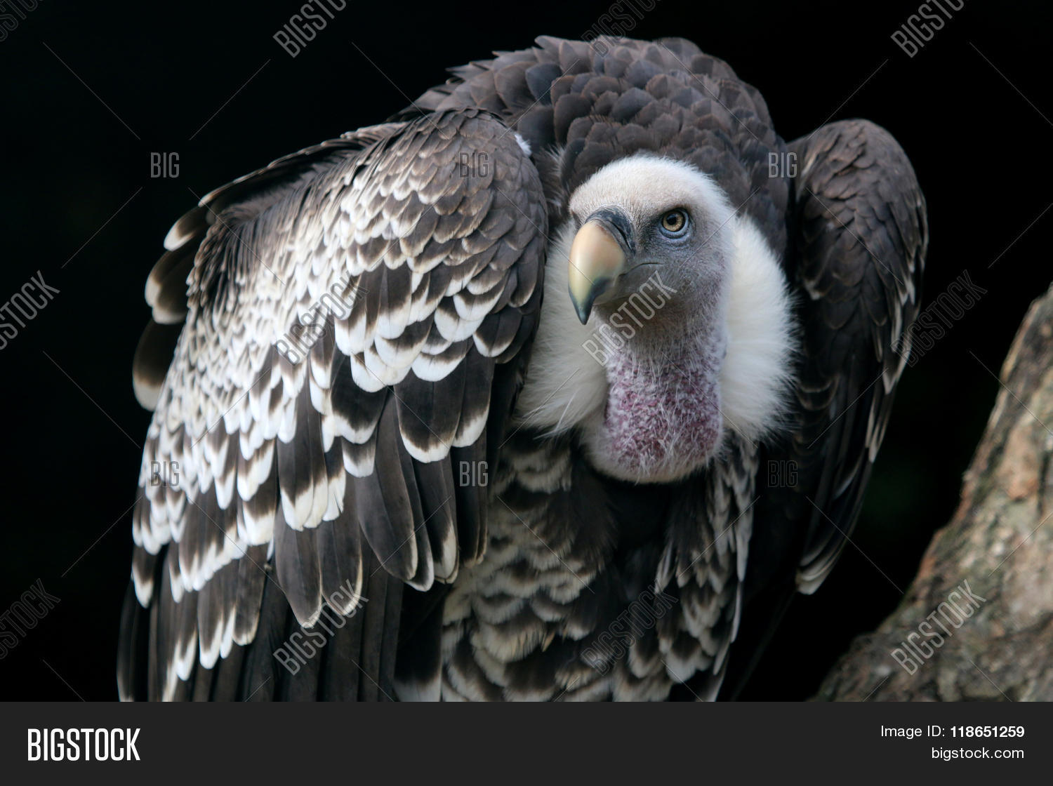 Ruppells Vulture Image & Photo (Free Trial) | Bigstock