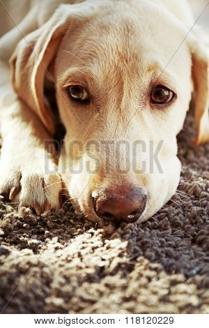 Sad Labrador Dog's Image & Photo (Free Trial) | Bigstock