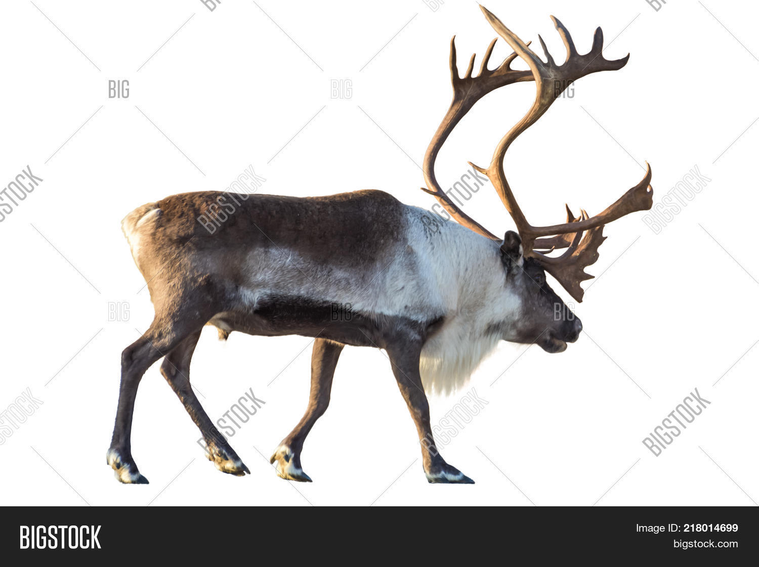Reindeer Huge Antlers Image & Photo (Free Trial) | Bigstock