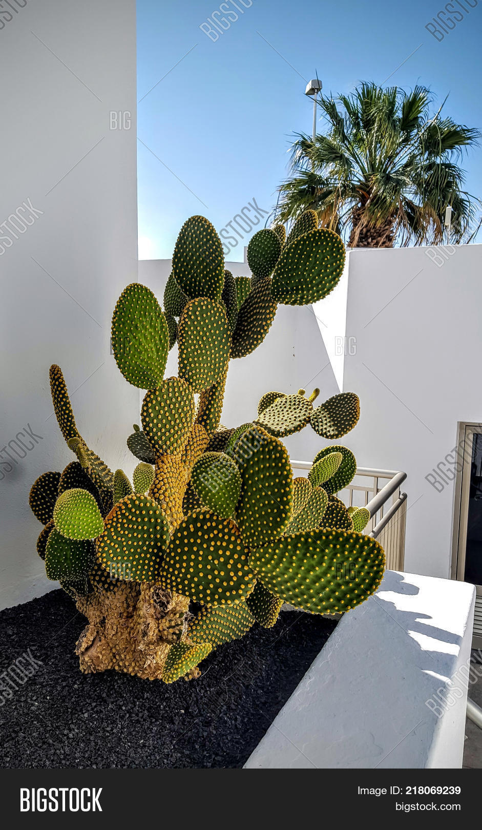 Tall Cactus Plant Image & Photo (Free Trial) | Bigstock