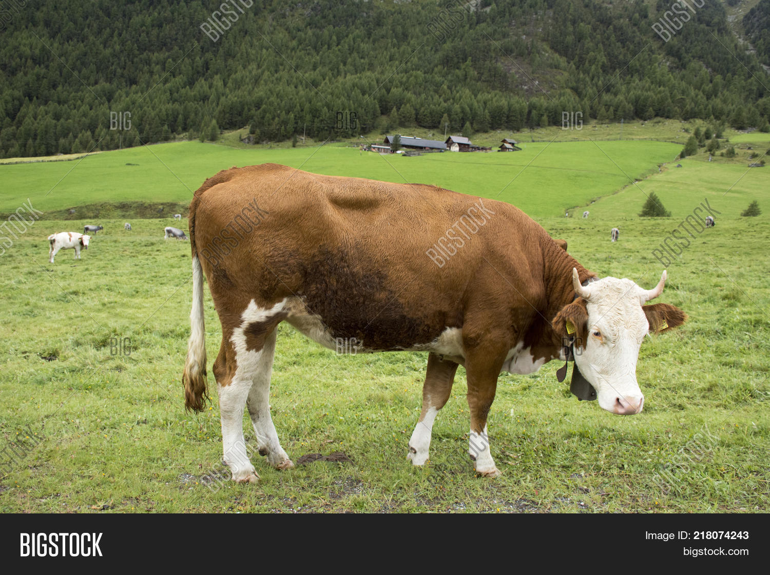 Young Cow Standing Image & Photo (Free Trial) | Bigstock