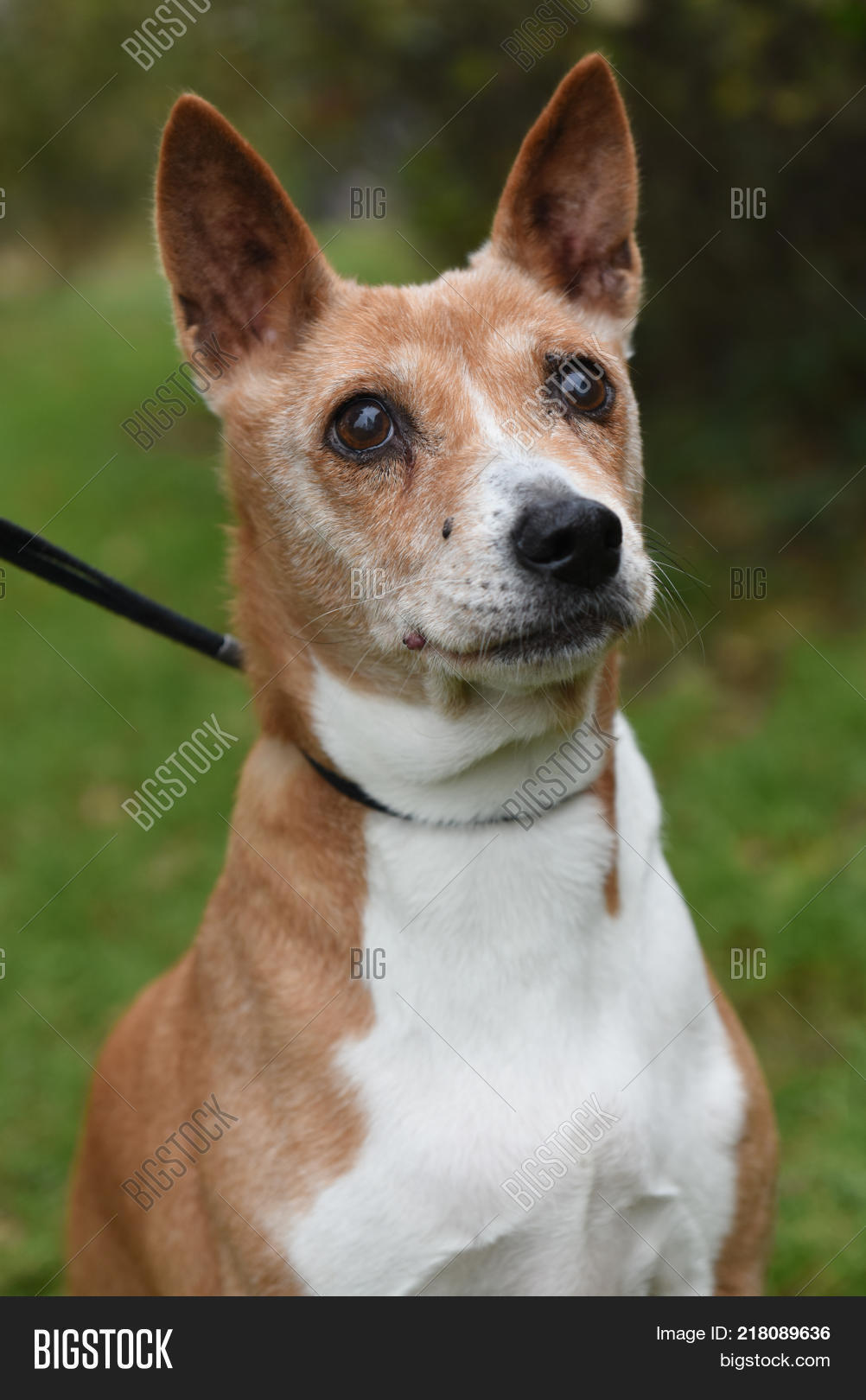 Old Adult Red Basenji Image & Photo (Free Trial) | Bigstock