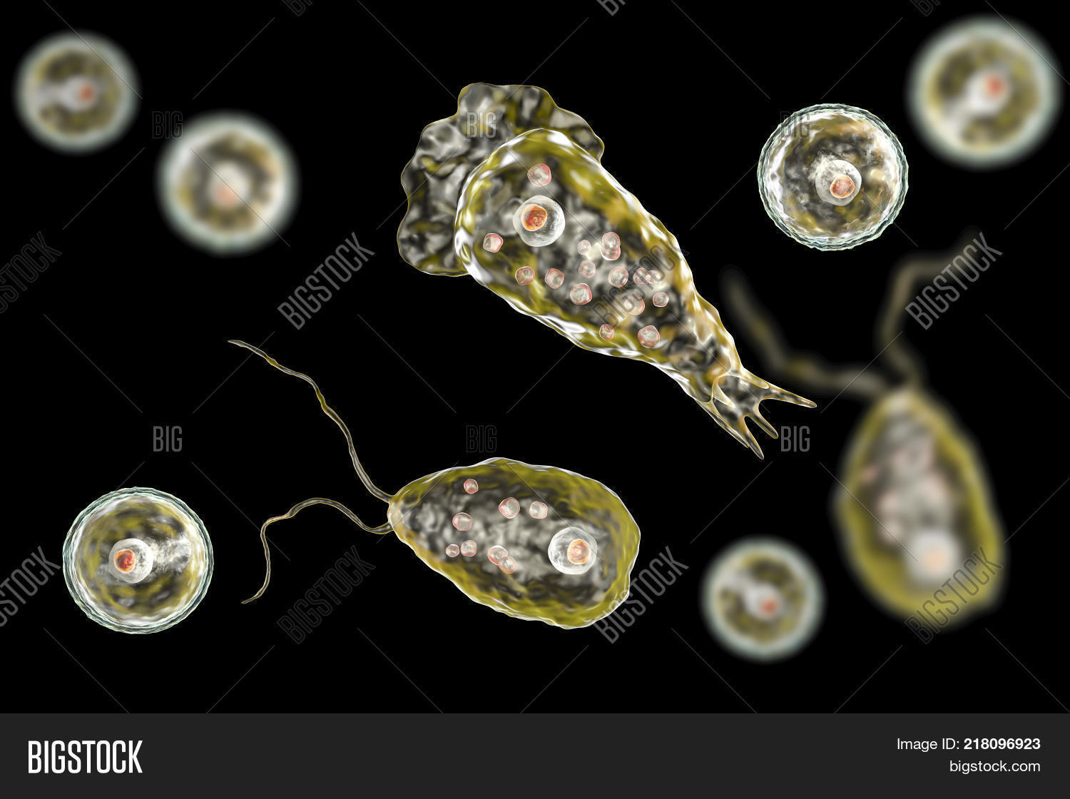 Brain-eating Amoeba Image & Photo (Free Trial) | Bigstock