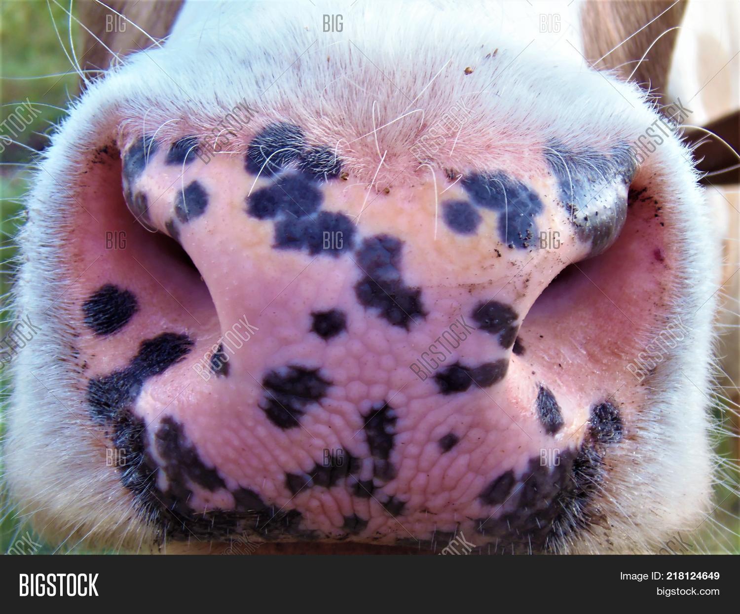 Muzzle Cow, White, Image & Photo (Free Trial) | Bigstock