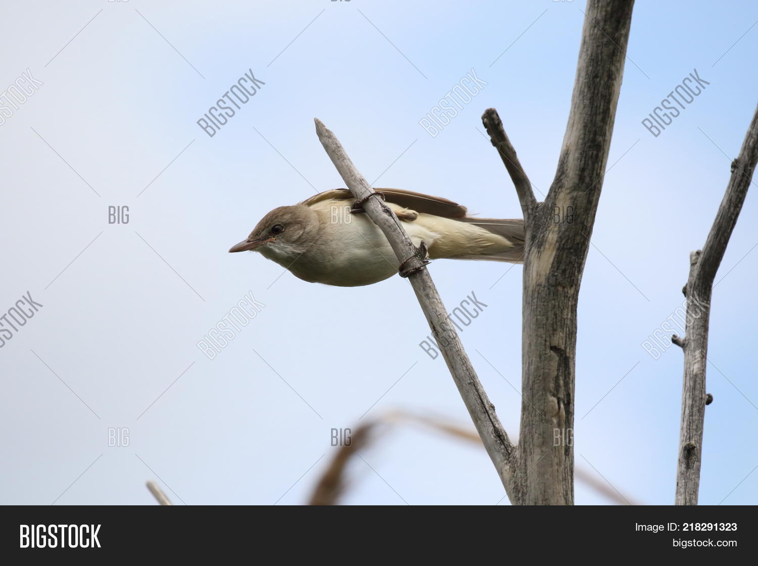 Clamorous Reed Warbler Image & Photo (Free Trial) | Bigstock