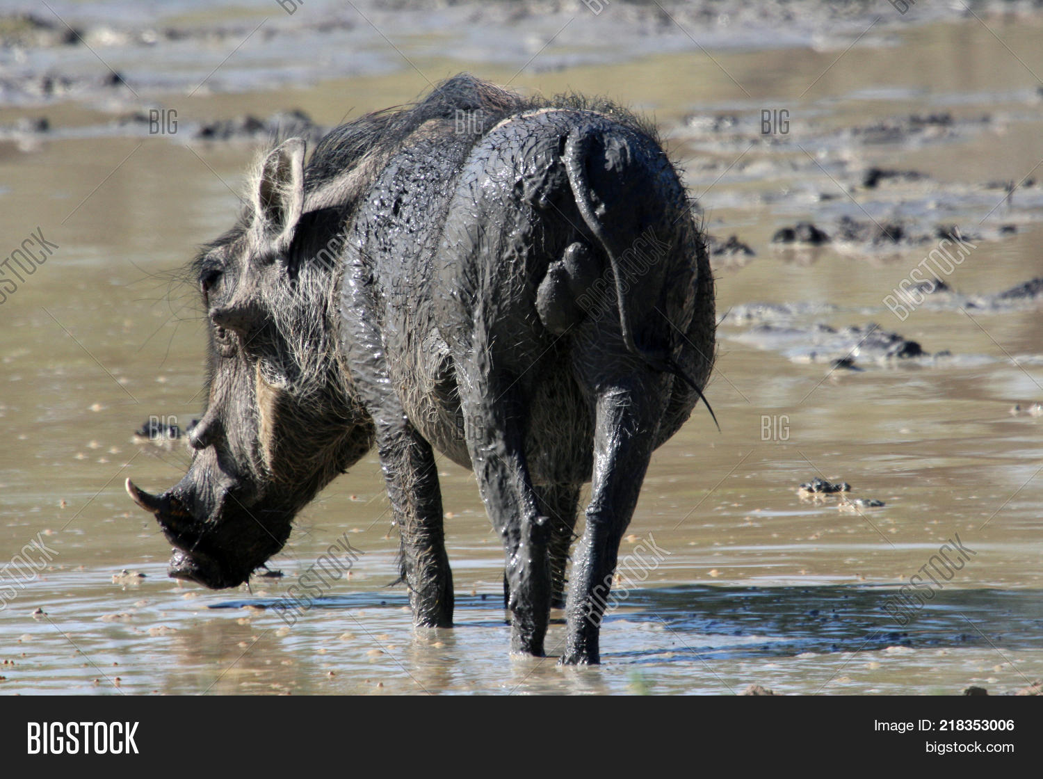 Wild Boar-warthog Image & Photo (Free Trial) | Bigstock