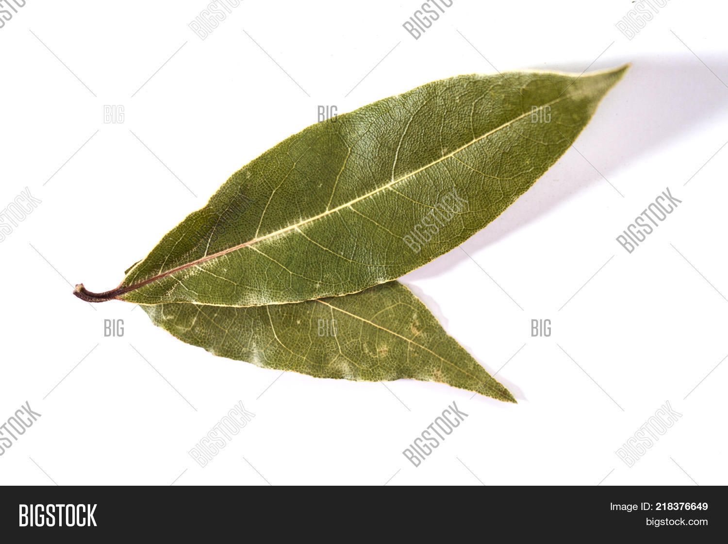 Bay Leaf Isolated On Image & Photo (Free Trial) | Bigstock