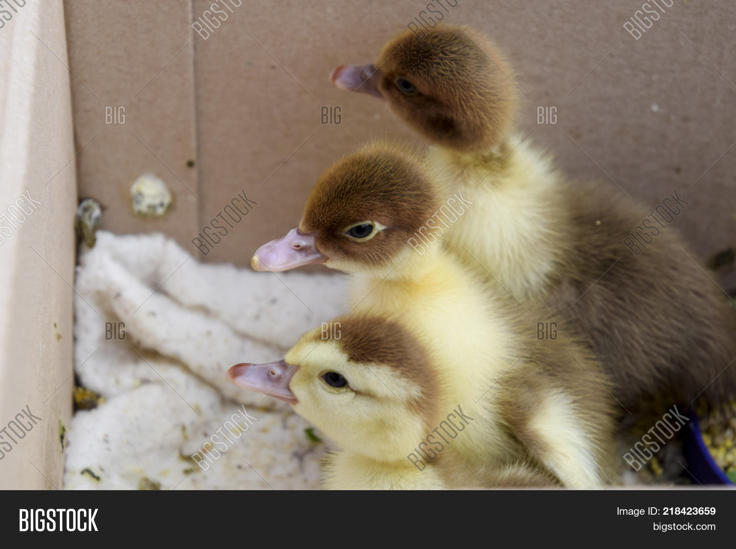 Ducklings Musky Duck. Image & Photo (Free Trial) | Bigstock