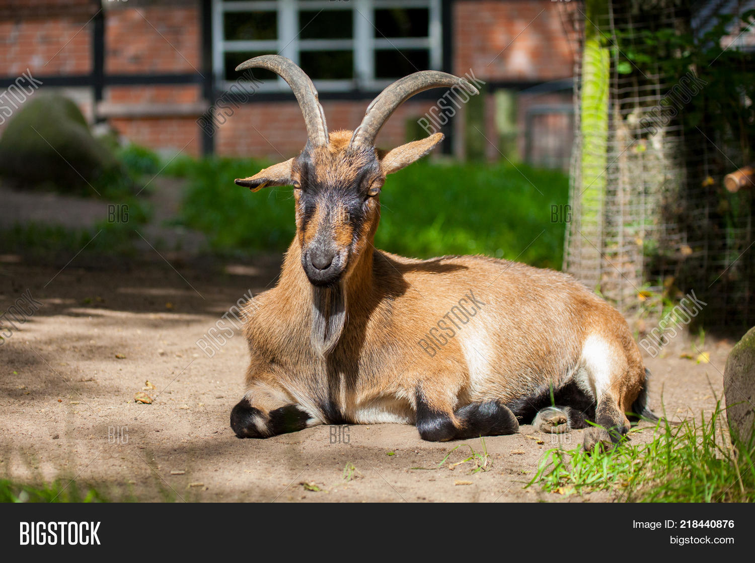 Portrait German Male Image & Photo (Free Trial) | Bigstock