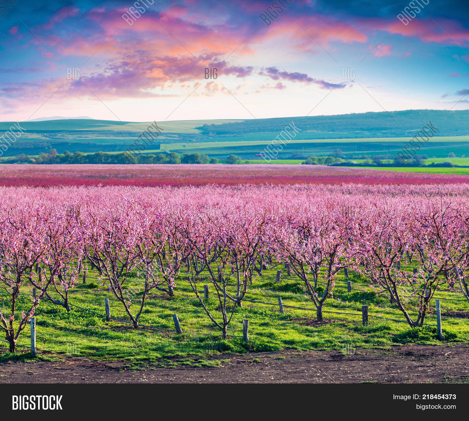 Flowering Peach Image & Photo (Free Trial) | Bigstock