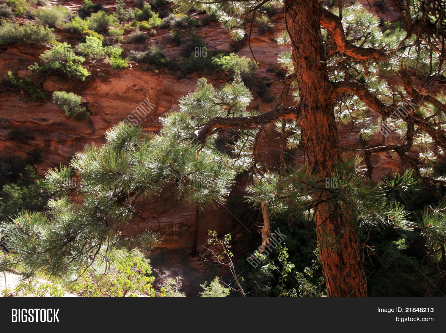 Crooked Pine Tree Image & Photo (Free Trial) | Bigstock