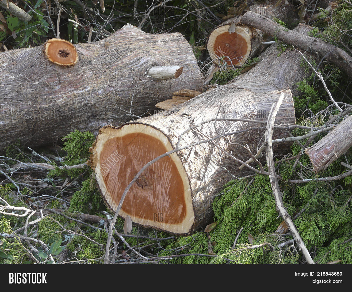 Eastern Red Cedar Logs