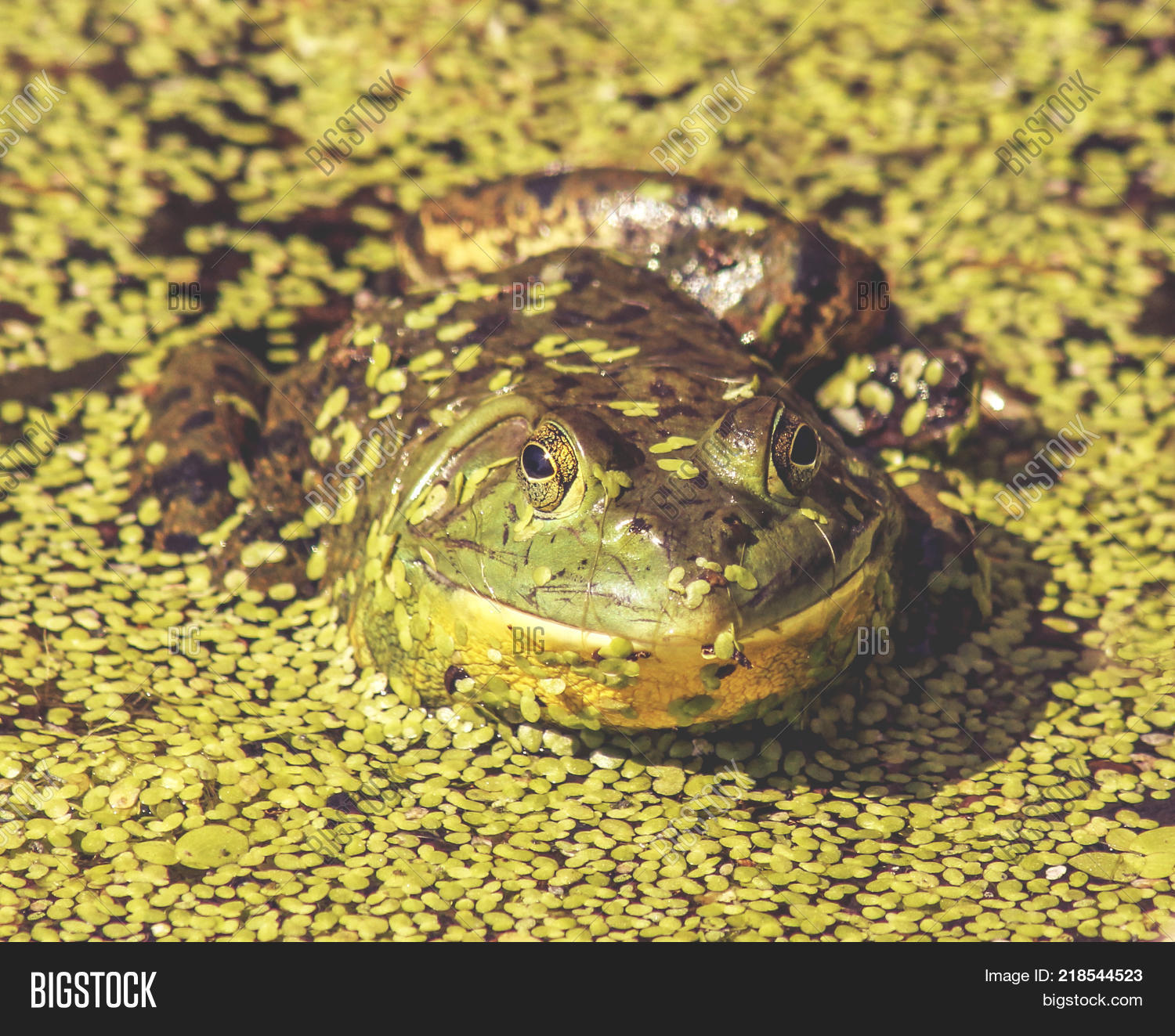 Slimy Frog Marsh Pond Image & Photo (Free Trial) | Bigstock