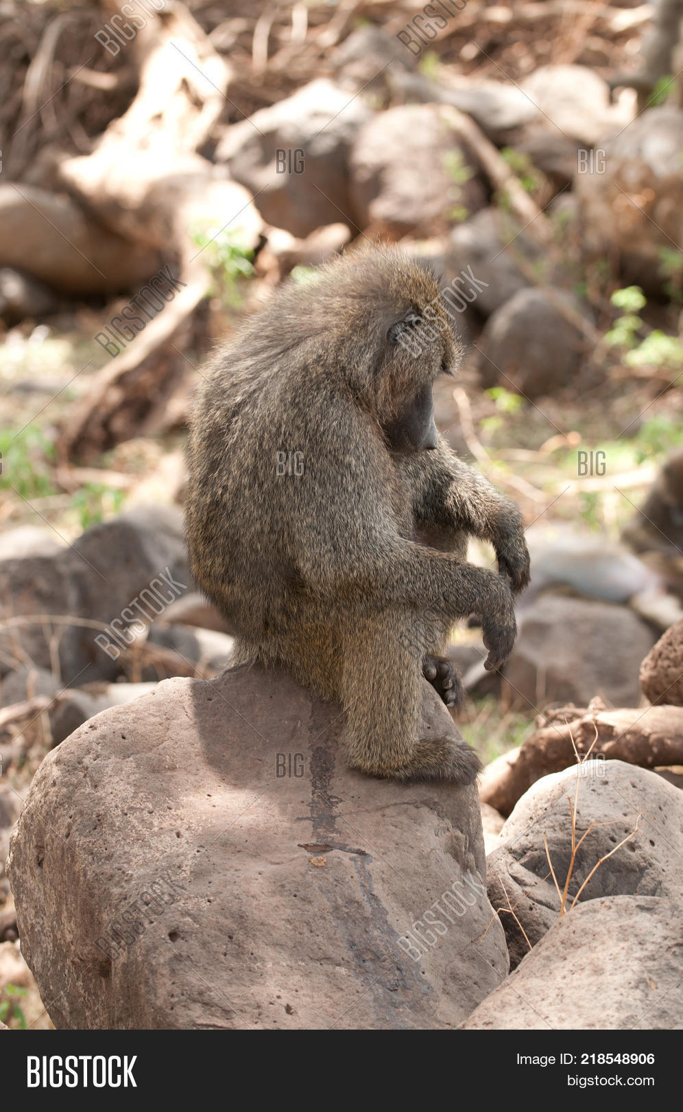 Closeup Olive Baboons Image & Photo (Free Trial) | Bigstock