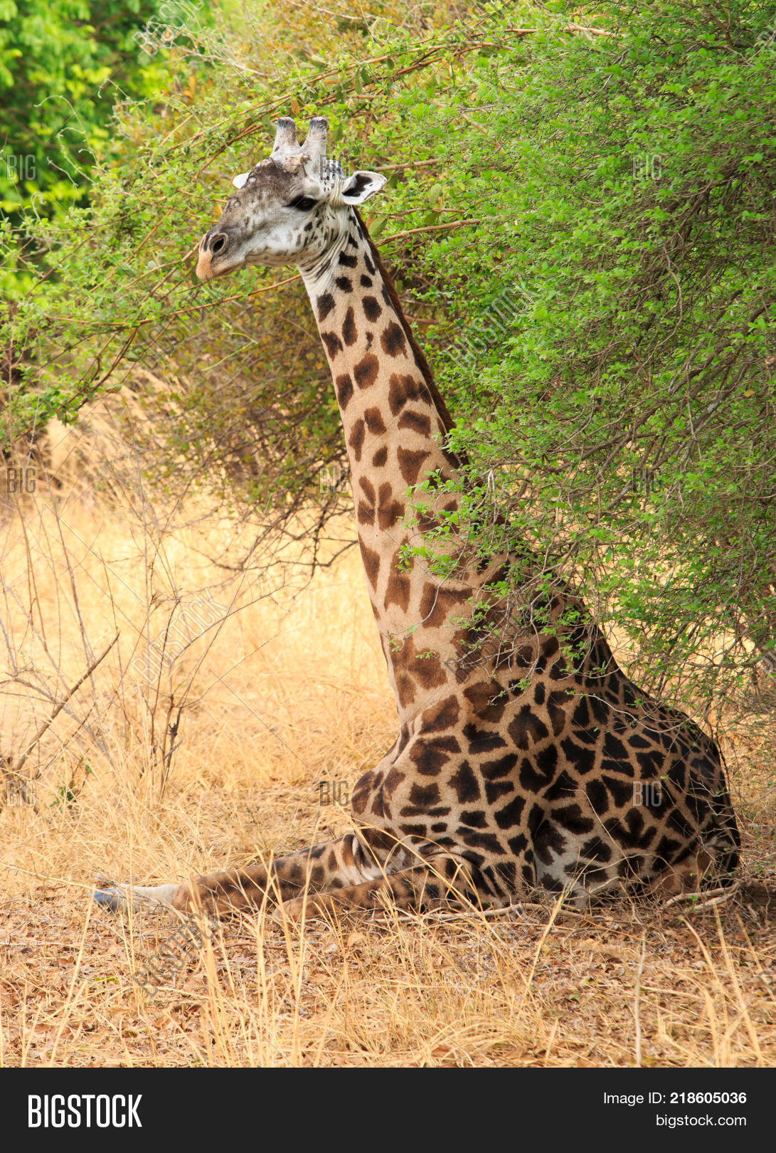 Thornicroft Giraffe Image & Photo (Free Trial) | Bigstock