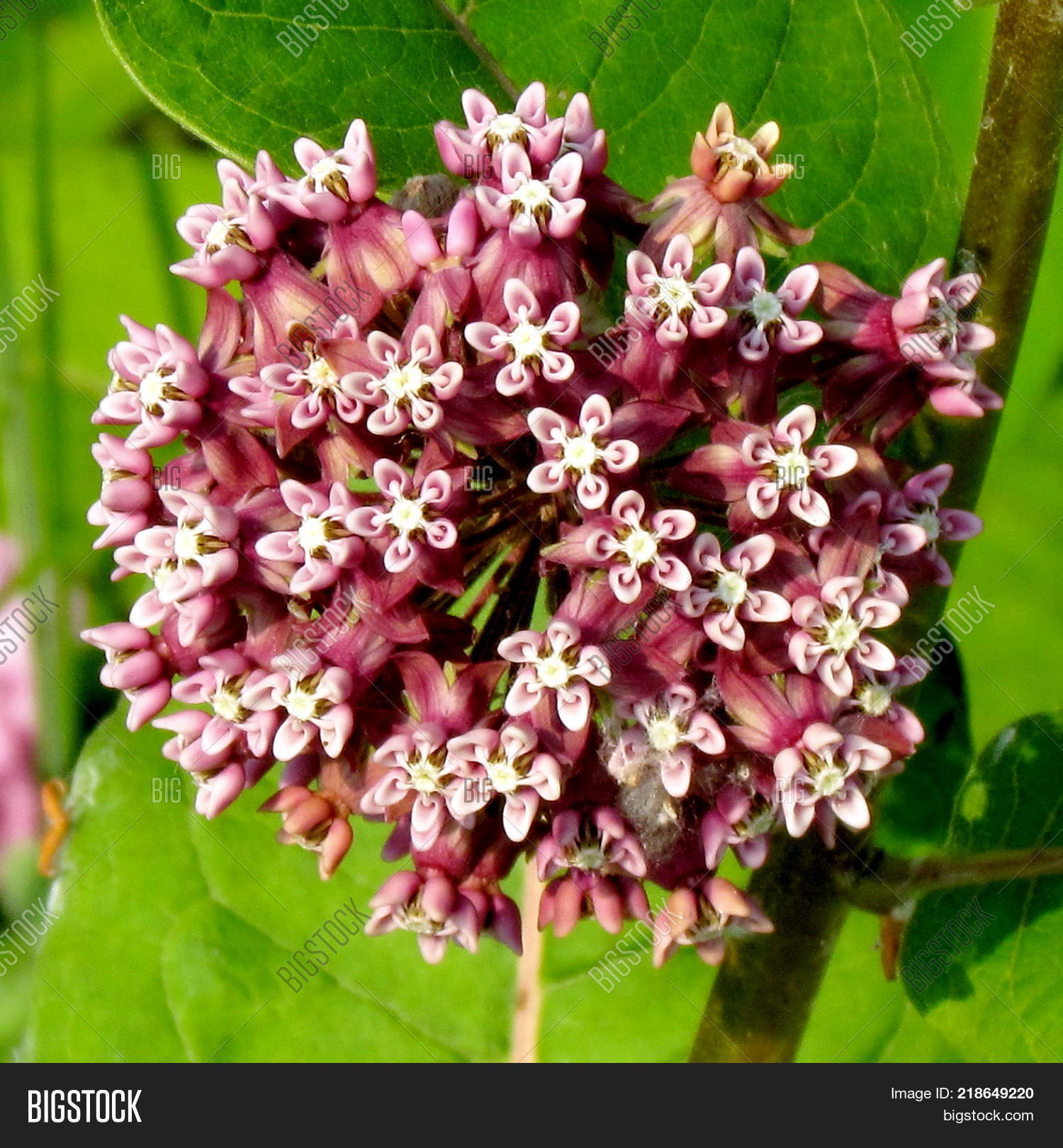 Official Flower Of Ontario Canada | Best Flower Site