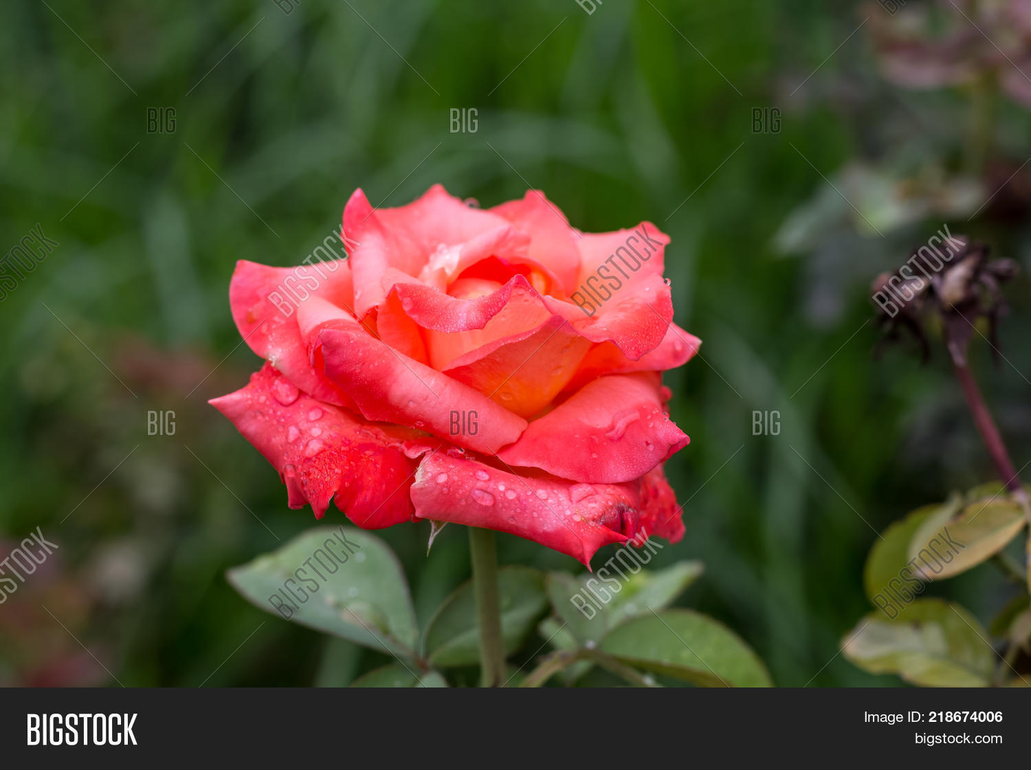 Early Morning Image & Photo (Free Trial) | Bigstock