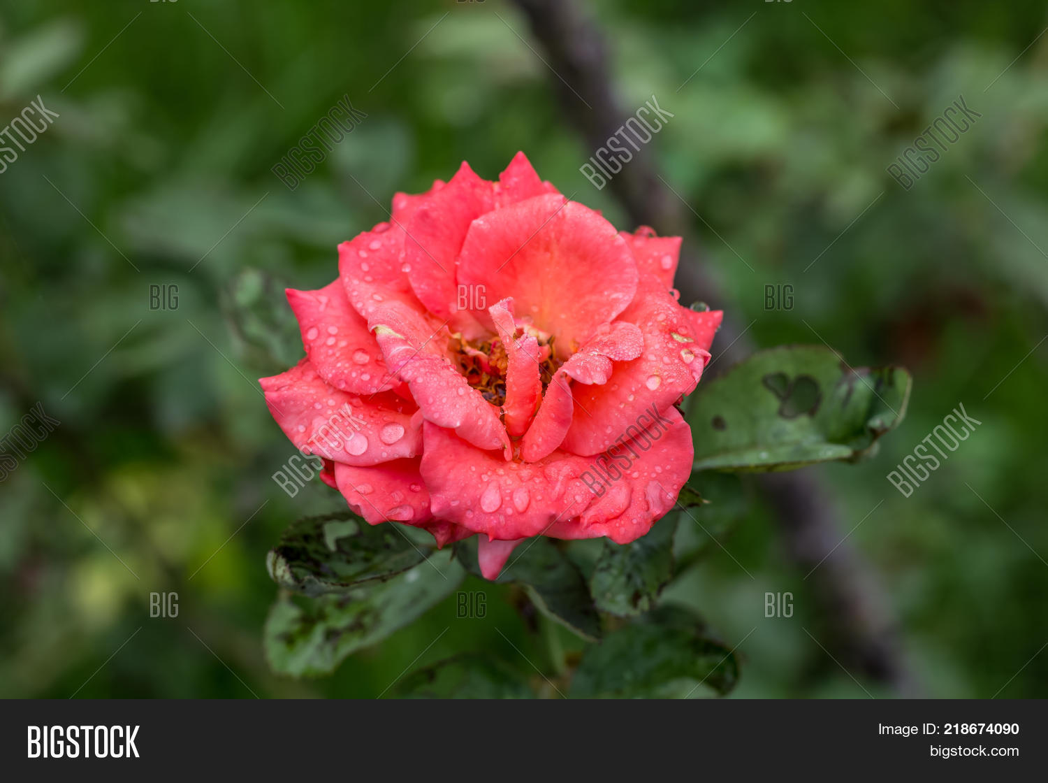 Early Morning Image & Photo (Free Trial) | Bigstock