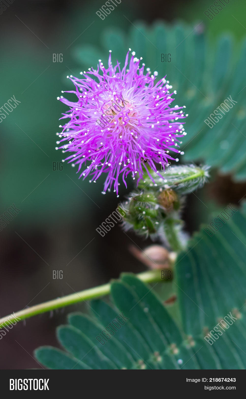 Early Morning Image & Photo (Free Trial) | Bigstock