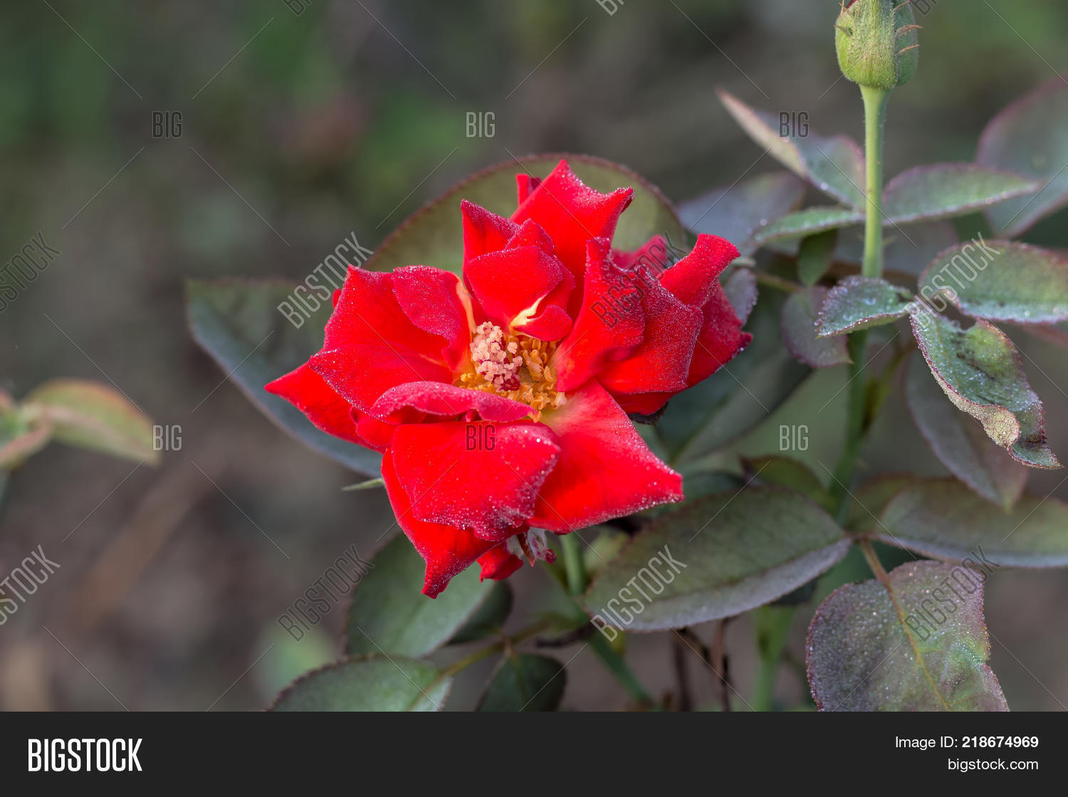 Early Morning Image & Photo (Free Trial) | Bigstock