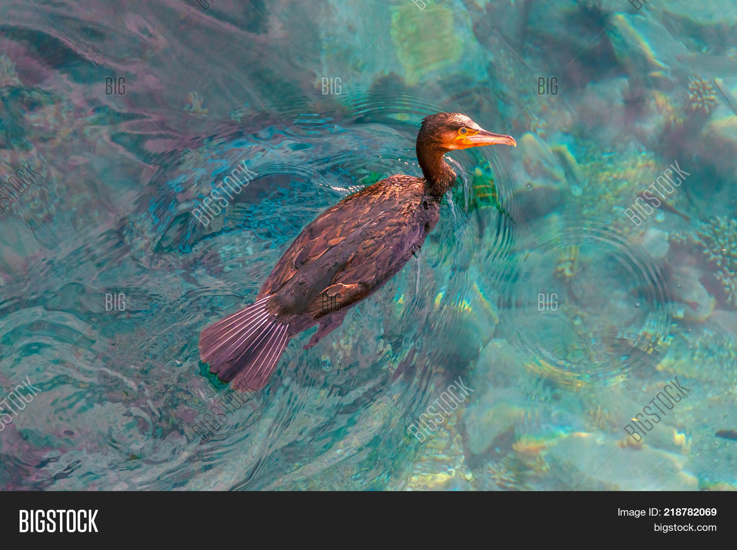 Big Brown Sea Predator Image & Photo (Free Trial) | Bigstock