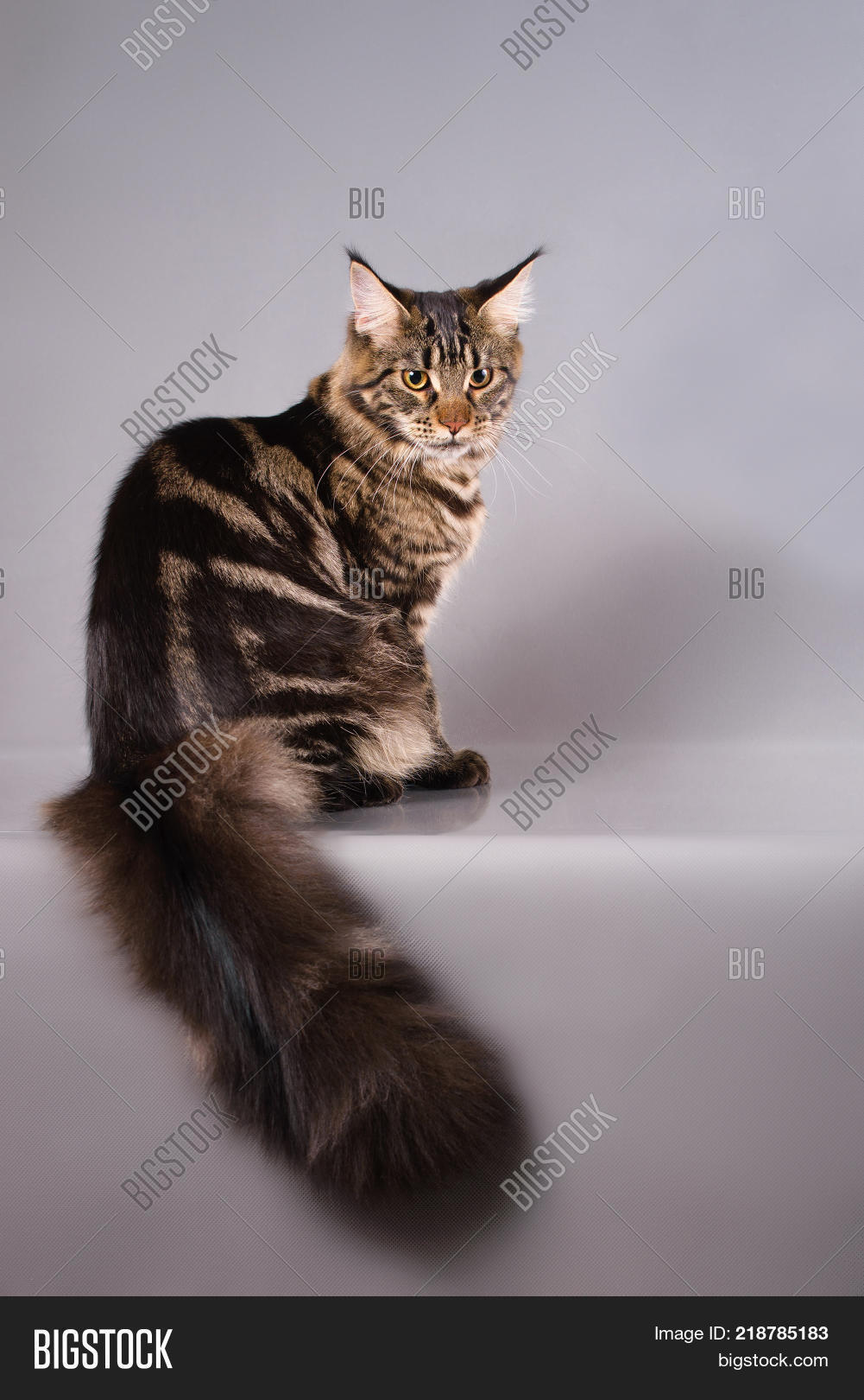 Brown Classic Torbie Image & Photo (Free Trial) | Bigstock