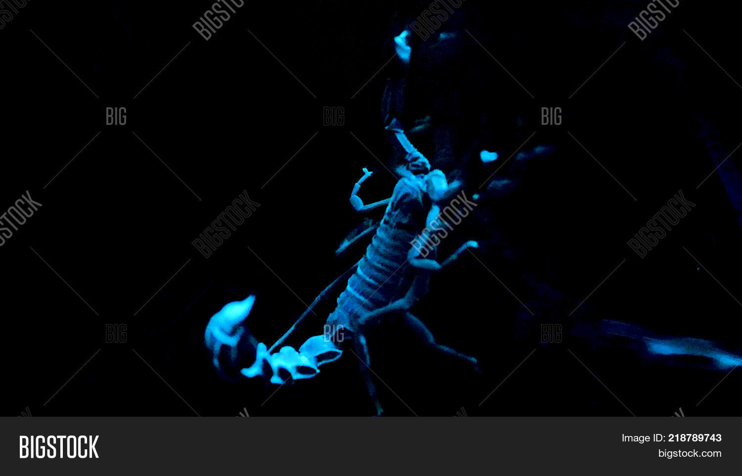 White Blue Scorpio On Image & Photo (Free Trial) | Bigstock