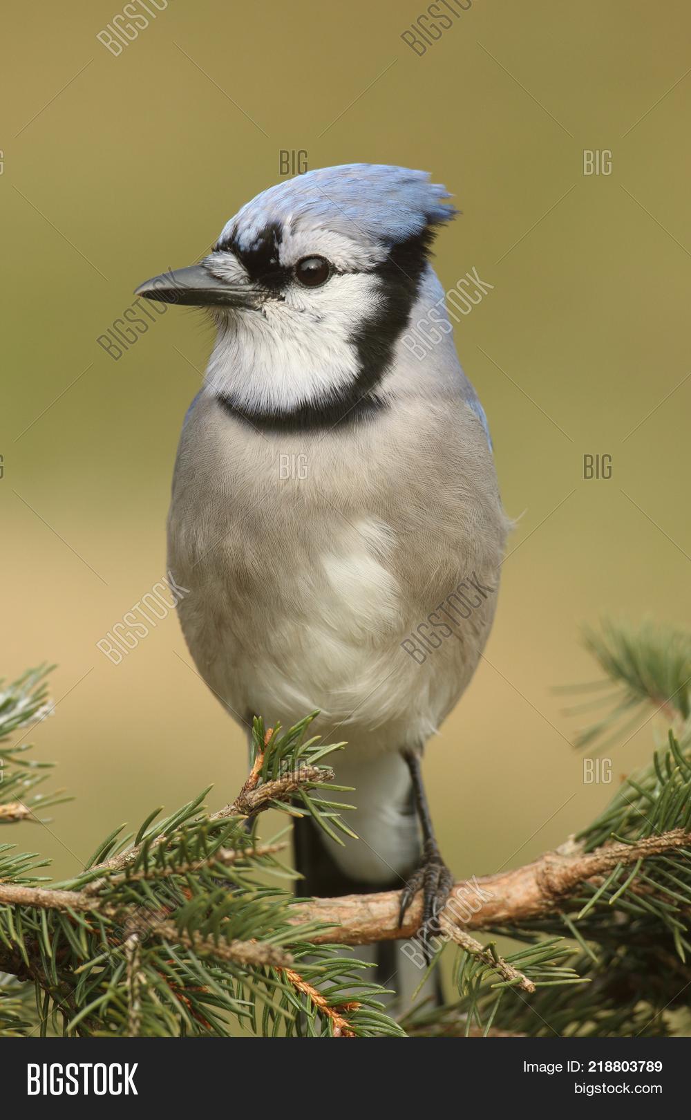 Blue Jay (corvid Image & Photo (Free Trial) | Bigstock