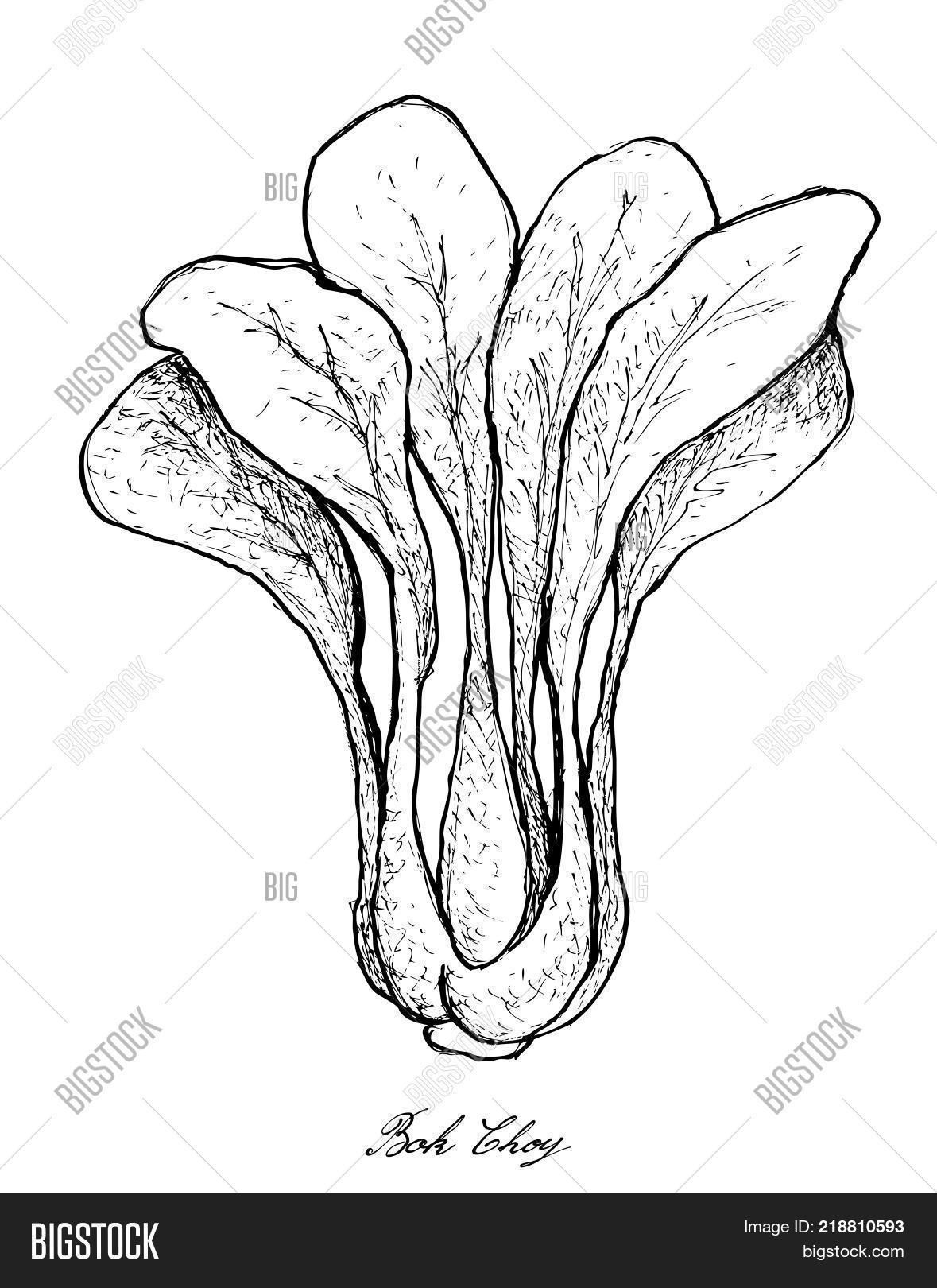 Stem Vegetable, Vector & Photo (Free Trial) | Bigstock