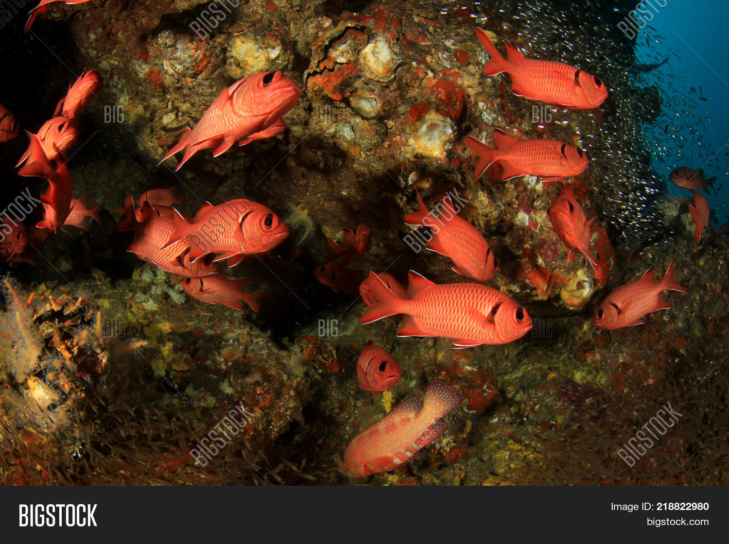 Red Squirrelfish Image & Photo (Free Trial) | Bigstock