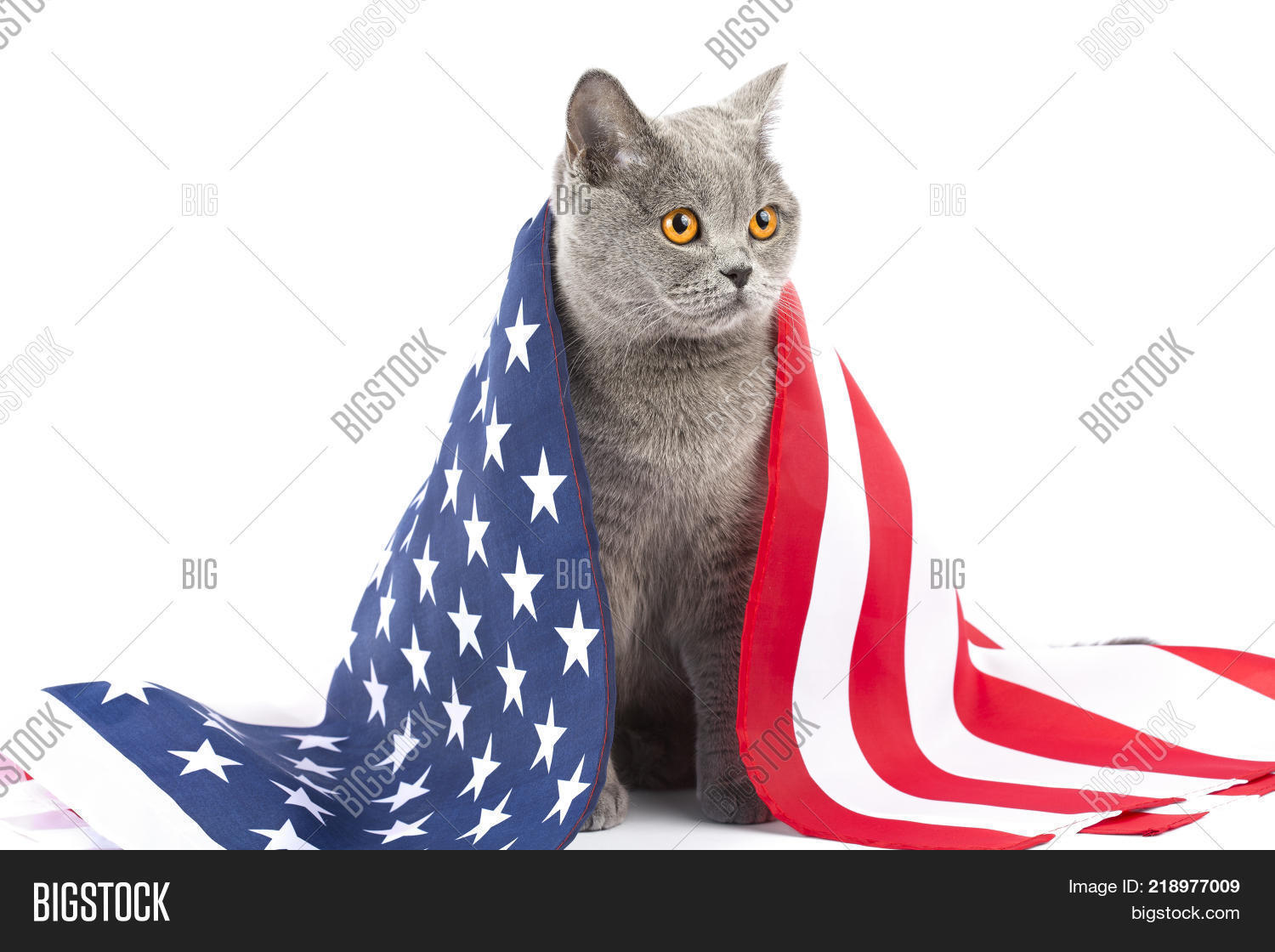Cat American Flag. Image & Photo (Free Trial) | Bigstock