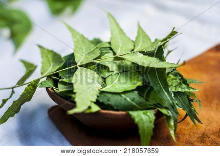 Neem Images, Illustrations, Vectors - Neem Stock Photos & Images | Bigstock