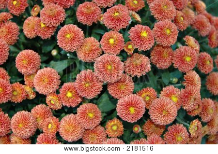 Rust Colored Mums Image & Photo (Free Trial) | Bigstock