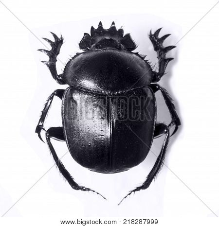 Scarabaeus Sacer - Image & Photo (Free Trial) | Bigstock