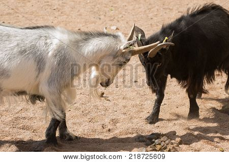 Two Stubborn Goats Image & Photo (Free Trial) | Bigstock