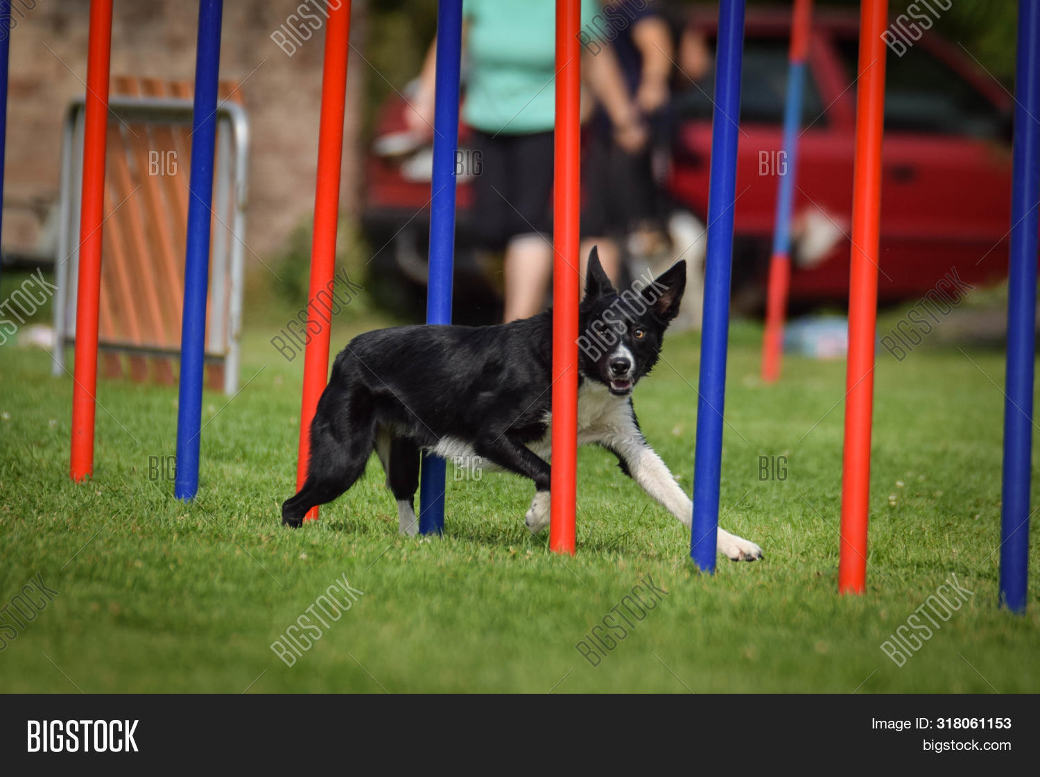 Agility Slalom Border Image & Photo (Free Trial) | Bigstock