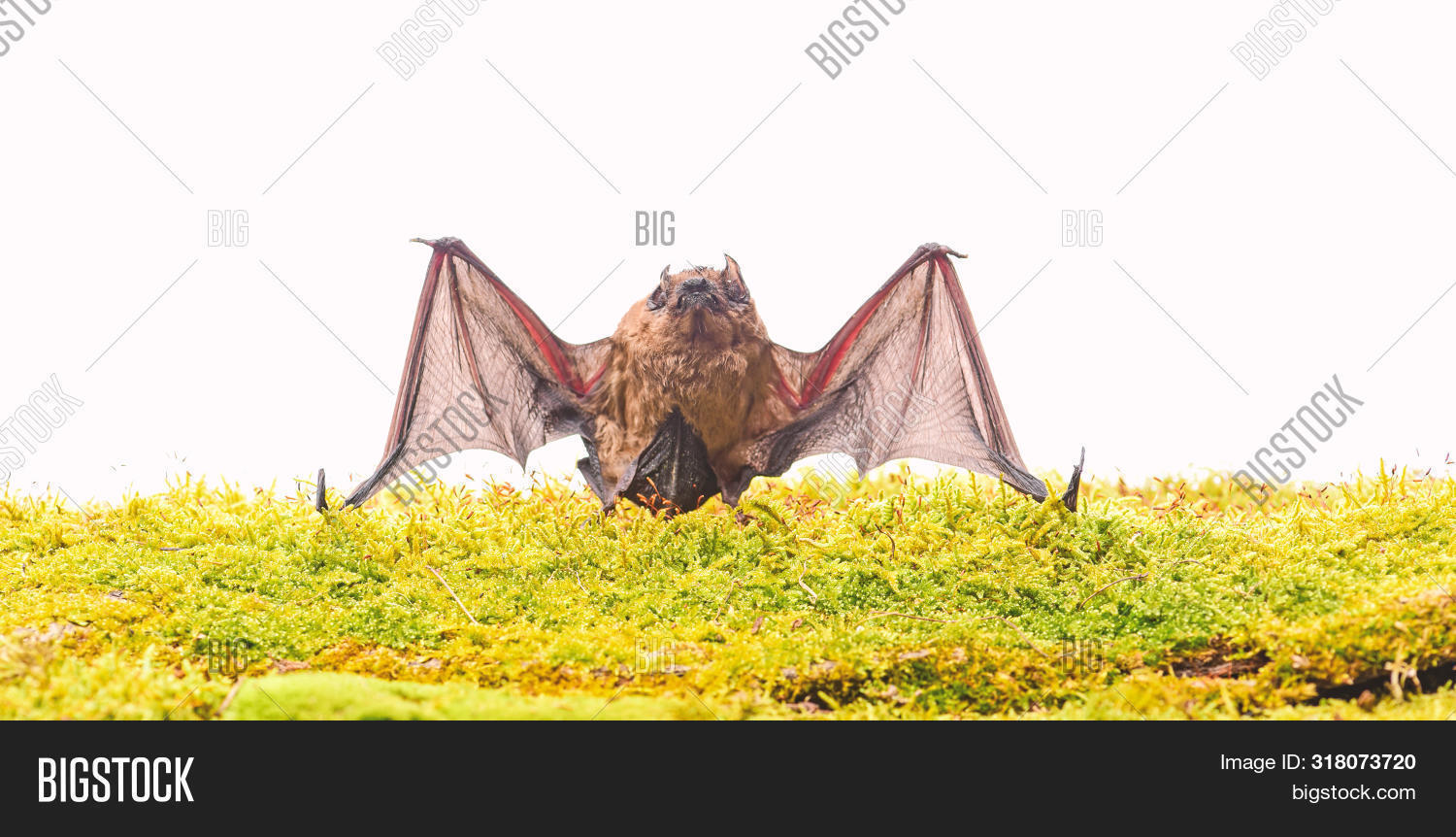 Forelimbs Adapted Image & Photo (Free Trial) | Bigstock