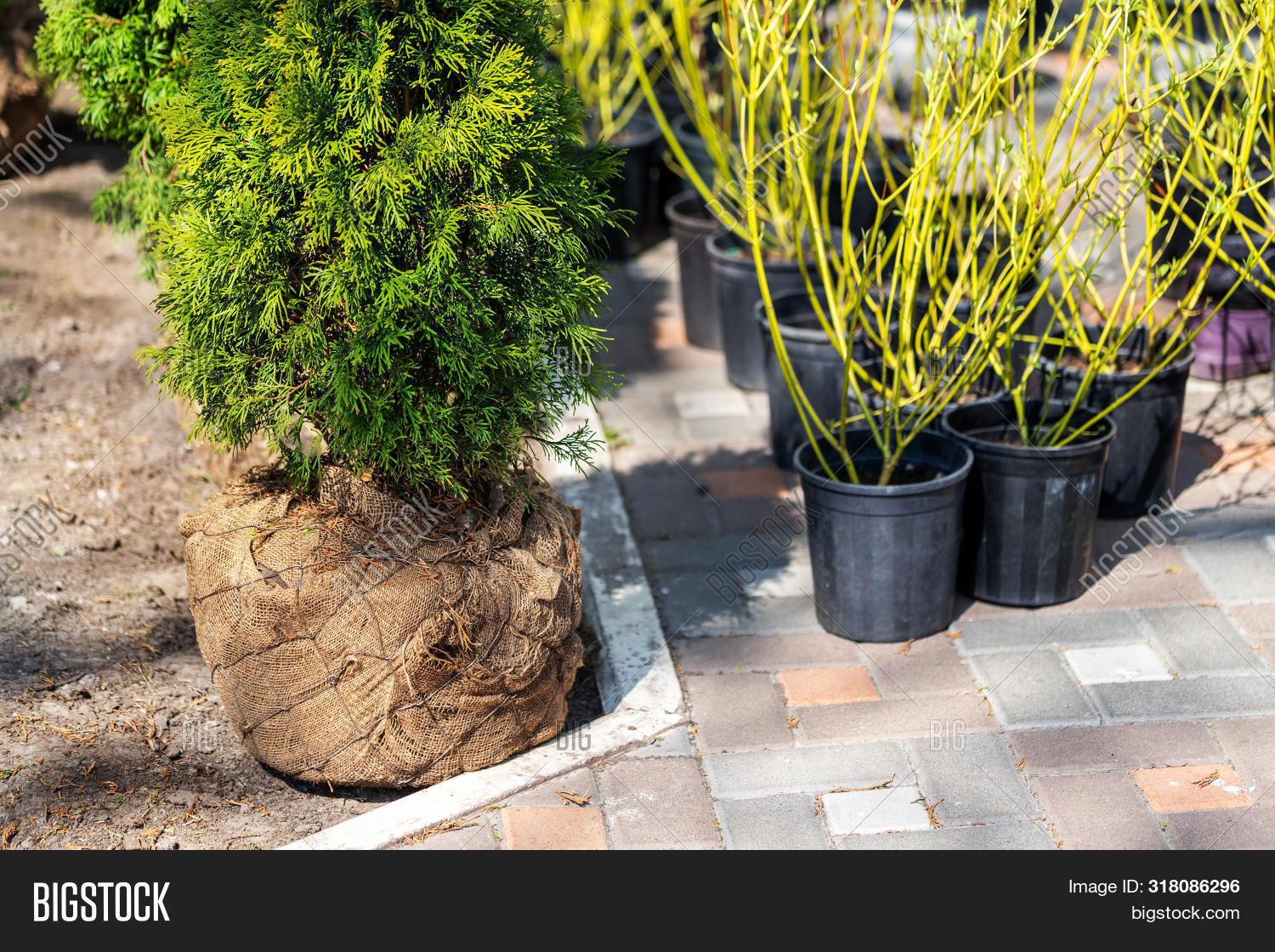 Many Thujas Tree Image & Photo (Free Trial) | Bigstock