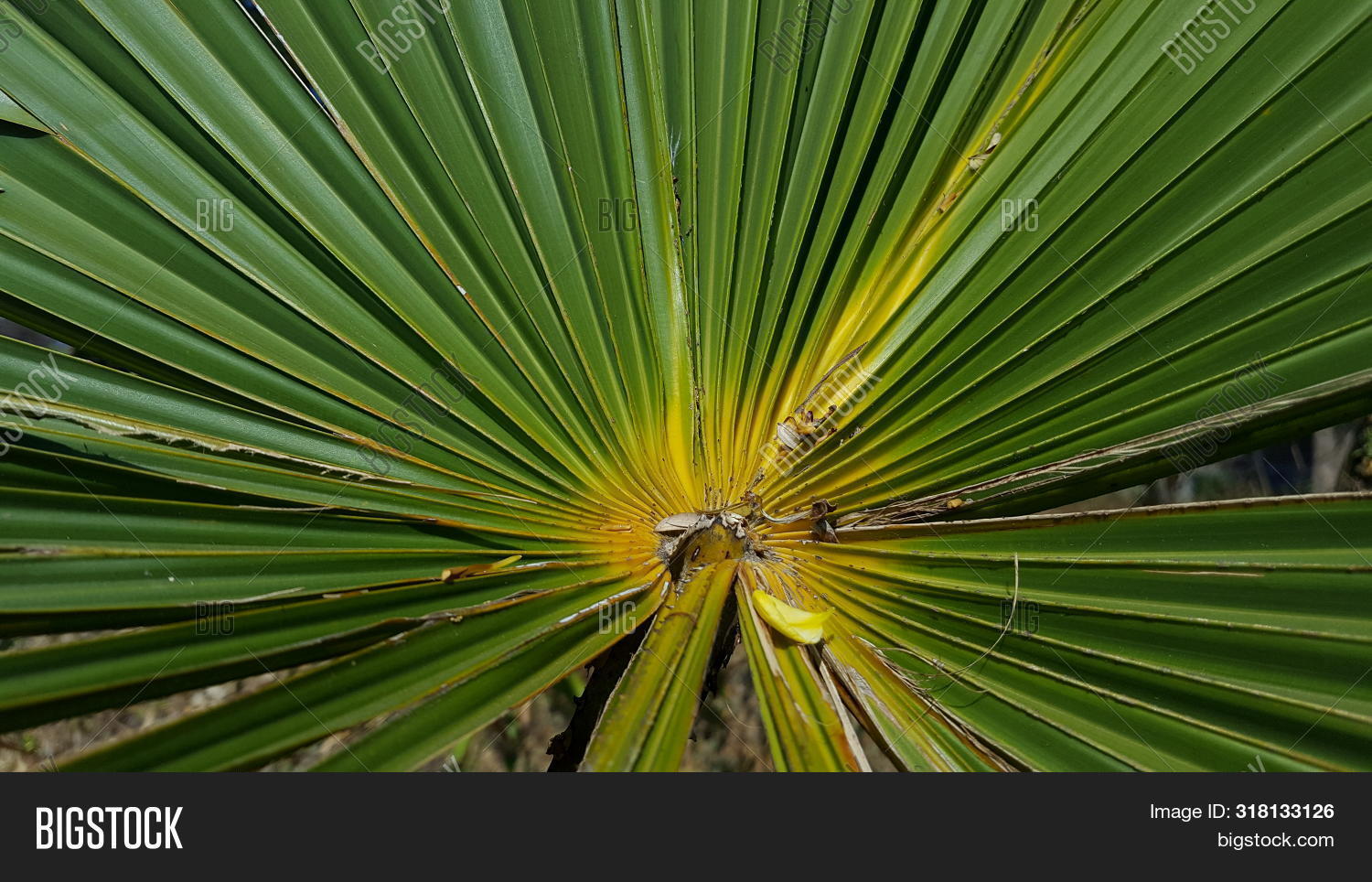 Dwarf Palmetto, Plant Image & Photo (Free Trial) | Bigstock