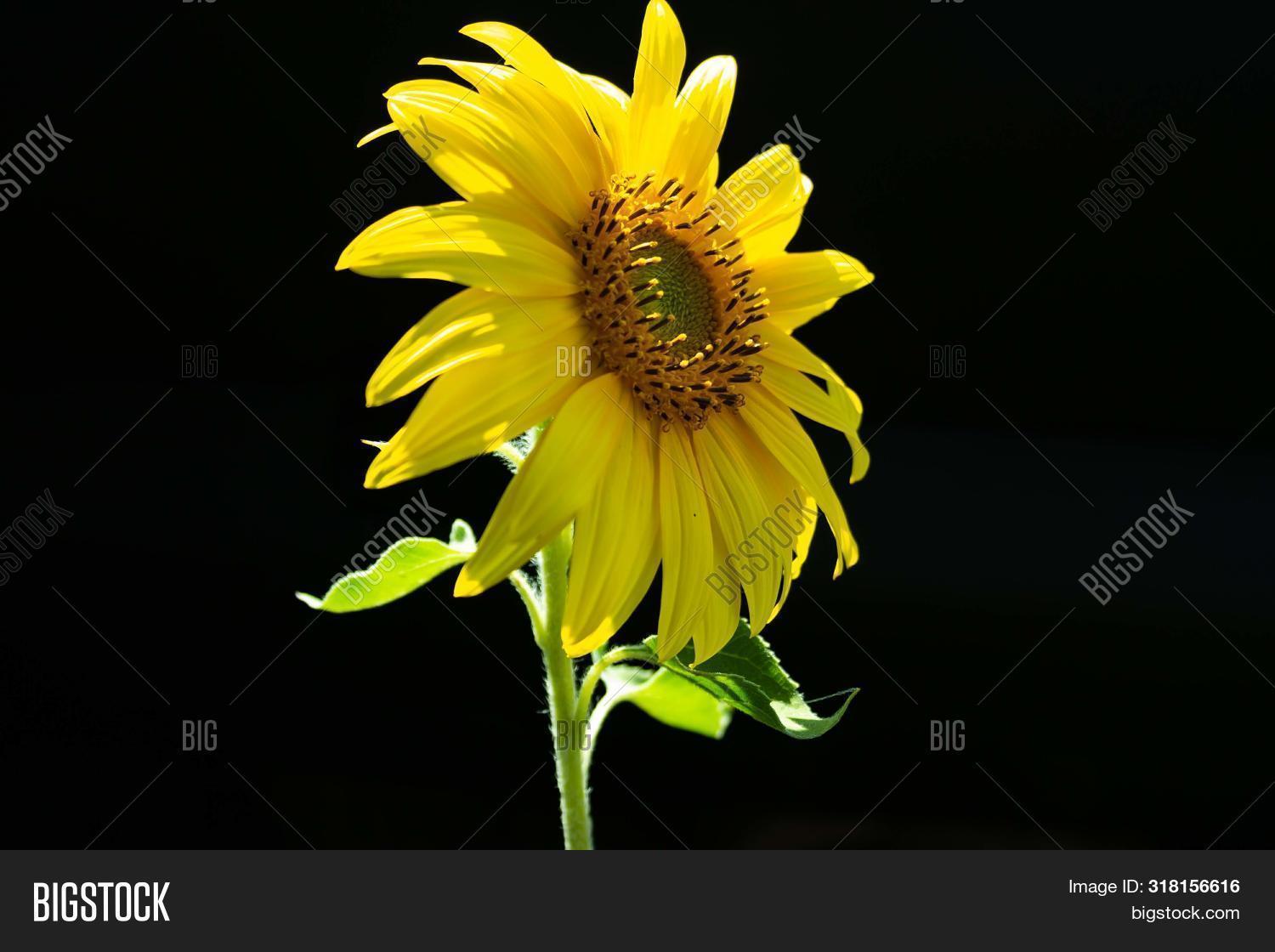 Single Sunflower On Image & Photo (Free Trial) | Bigstock