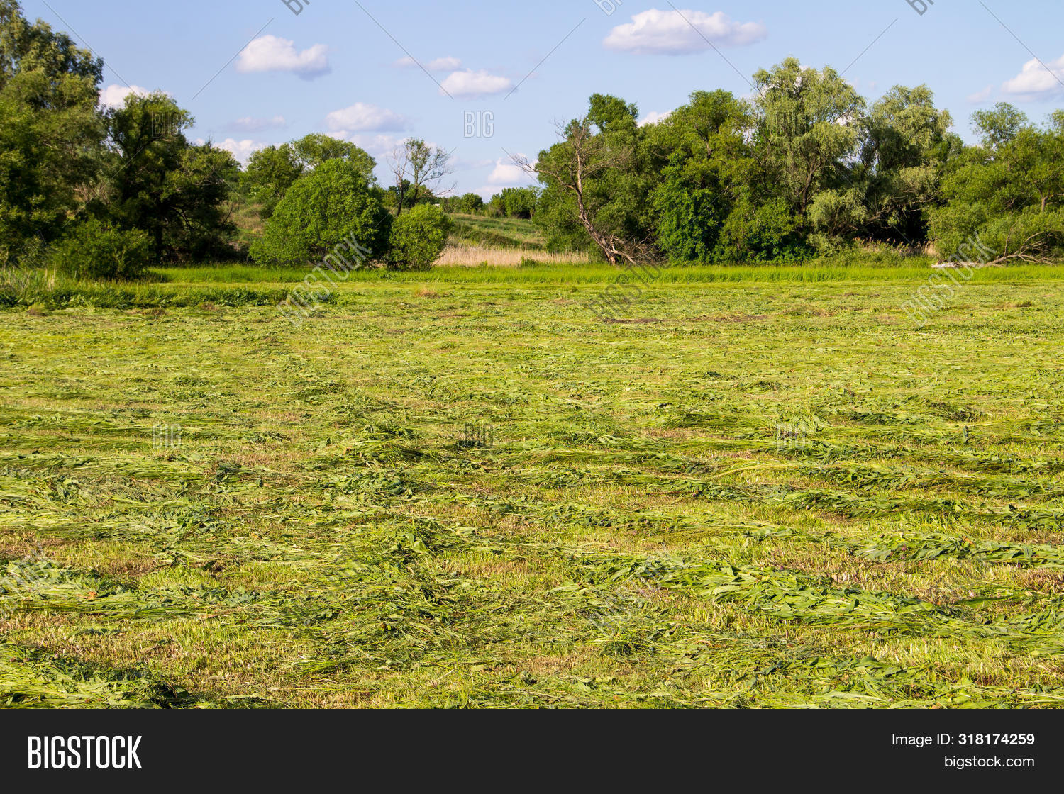 Freshly Mowed Meadow Image & Photo (Free Trial) | Bigstock