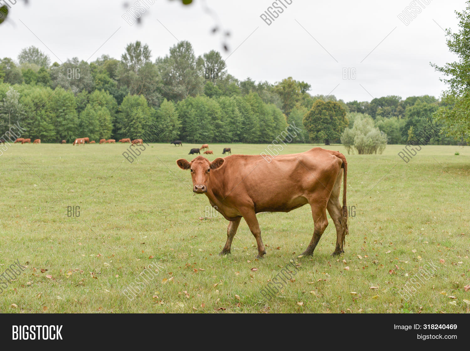 Cow Meadow. Rural Image & Photo (Free Trial) | Bigstock