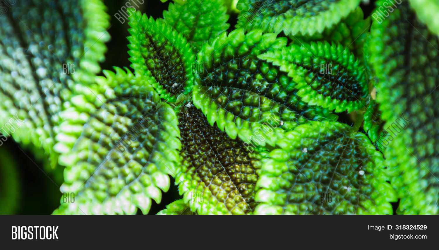 Green Leaves Pilea Image & Photo (Free Trial) | Bigstock