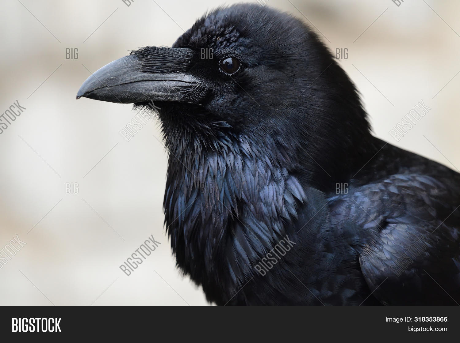 Head Shot Common Raven Image & Photo (Free Trial) | Bigstock