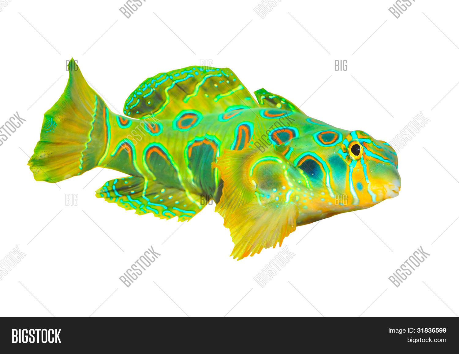 Tropical Fish Isolated Image & Photo (Free Trial) | Bigstock