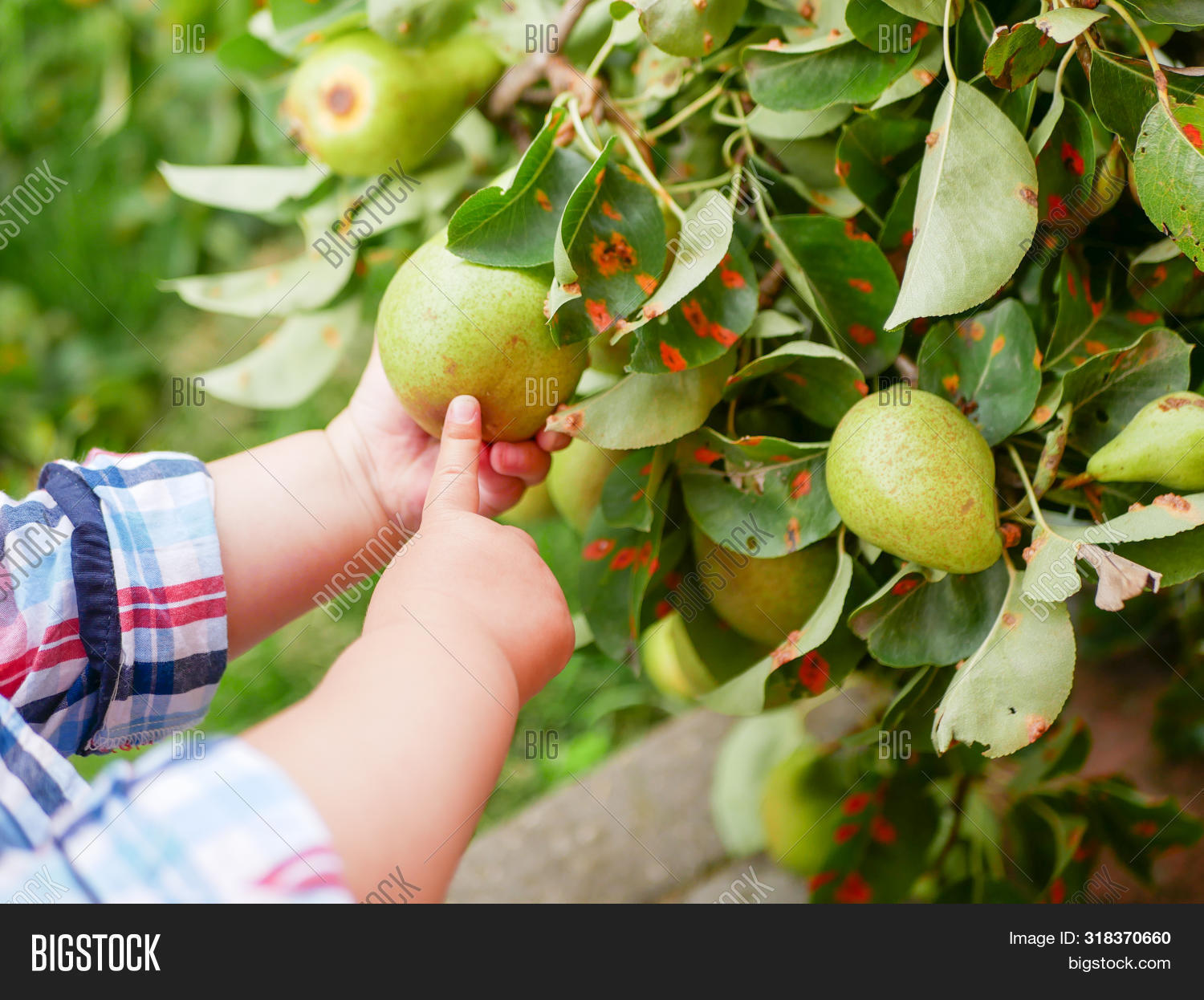 Child Pear. Played Image & Photo (Free Trial) | Bigstock